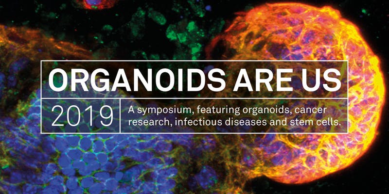 Advances in organoid research showcased